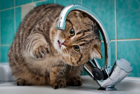 Hábitos de higiene para los gatos | Miau, el blog de gatos de Maskokotas