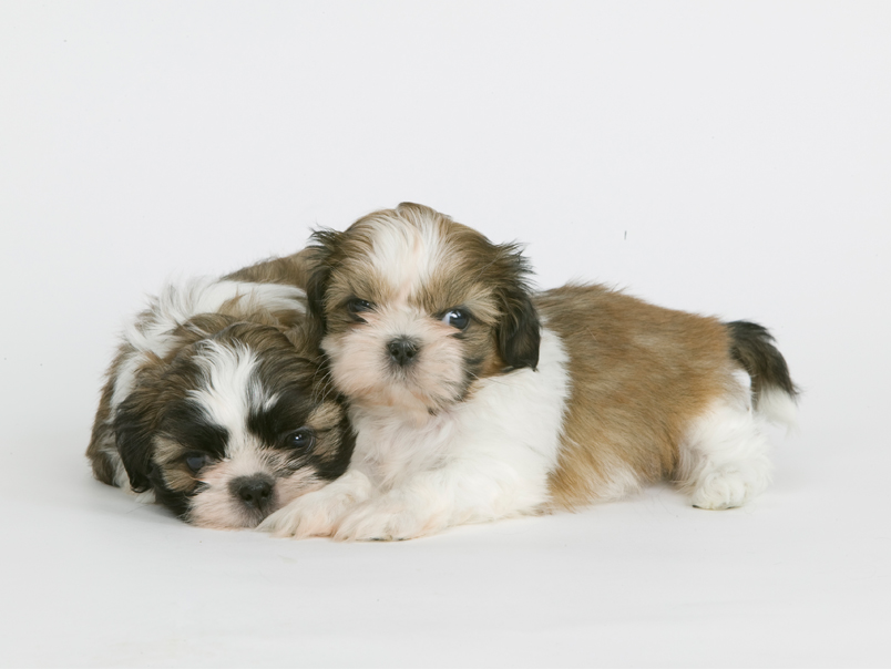 El Shih Tzu - Guau, el blog de perros de Maskokotas