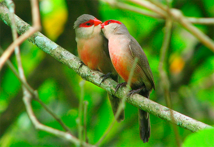 Los 10 animales más románticos - maskokotas.com