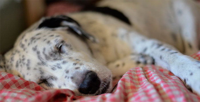 Esterilización canina: 5 cuidados postoperación - maskokotas.com