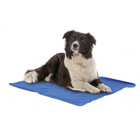 Cómo mantener a tu perro fresco - maskokotas.com