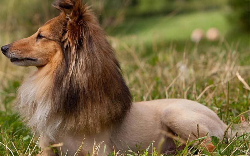 Los peligros de rapar a tu perro en verano - maskokotas.com