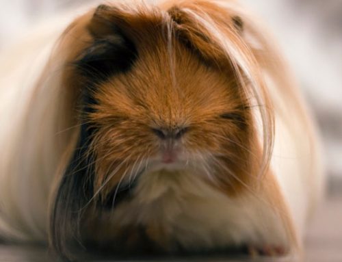 El hámster · Guía de cuidados básicos y manejo – maskokotas.com