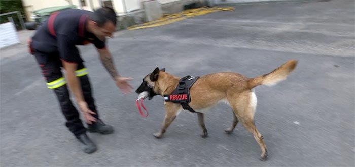 Un perro en el parque de Bomberos - maskokotas.com