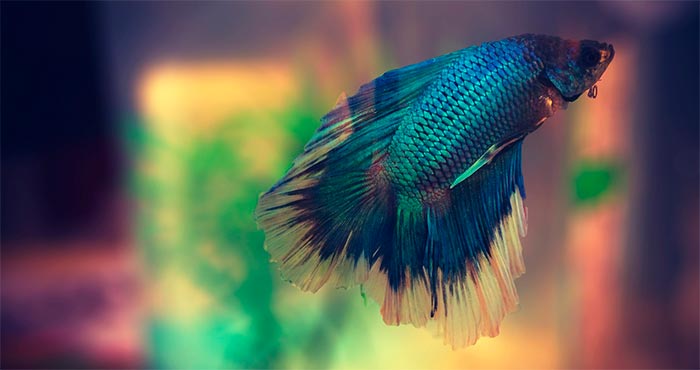 6 curiosidades para conocer al pez betta - maskokotas.com